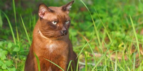 Cryptococcus In Cats Causes Symptoms And Treatment Cats Com