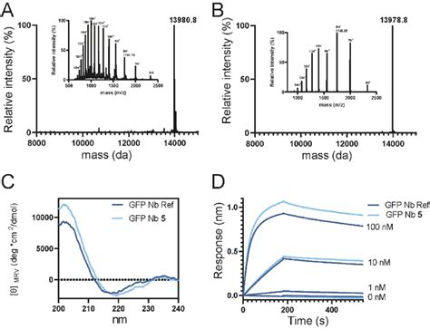 A Deconvoluted Mass Spectrum And Esi Mass Spectrum Inset Of Unfolded
