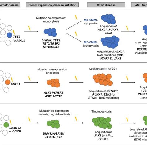 Clonal Evolution Model In Adult Mdsmpn The Figure Depicts The Clonal Download Scientific