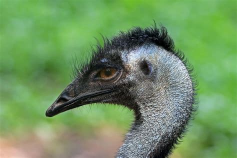 Download Close Up Emu Portrait Wallpaper