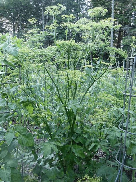 Natures Turn Beware Roadside Wild Parsnip Be Dazzled By Parsnip In The Garden The Berkshire