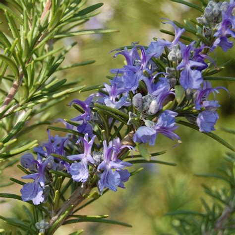 Розмарин обыкновенный (Rosmarinus officinalis) - лекарственное ...