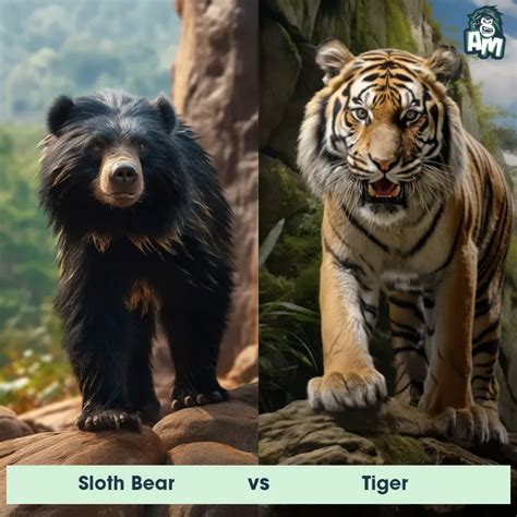 Sloth Bear Predator Prey Interactions Fights And Aggressive