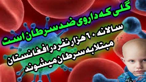 کشف گلی که سلولهای سرطانی را از بین میبرد Youtube