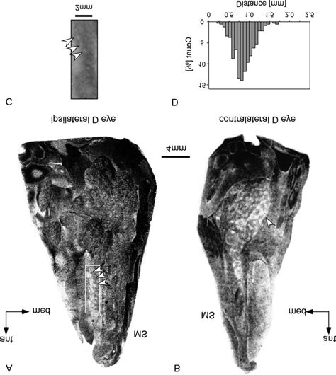 Overall Pattern Of The Non Deprived Eye Columns In The Visual Cortex Of Download Scientific
