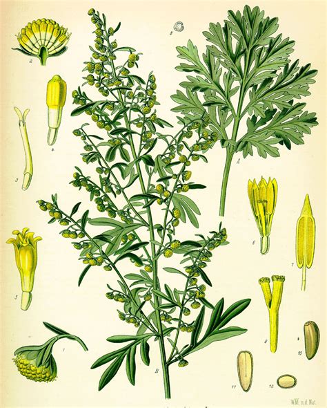 9 Health Benefits Of Wormwood Health Benefits