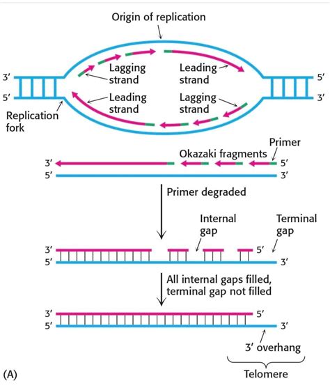 Hanaa Fayed On Linkedin Telomere Shortening ‼️ Over Many Cycles Of Replication The Dna At The…