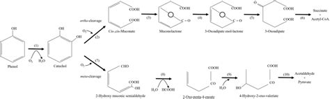 Aerobic Phenol Biodegradation Pathways 1 Phenol Monooxygenase 2