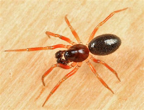 Dwarf Spider Walckenaeria Bugguide Net
