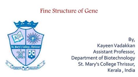 The Structure And Function Of Genes Pptx Genetics Science
