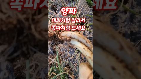 양파를 쪽파처럼 드세요 Youtube