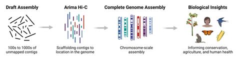 Arima Genomics On Twitter Developing A Reference Quality Genome