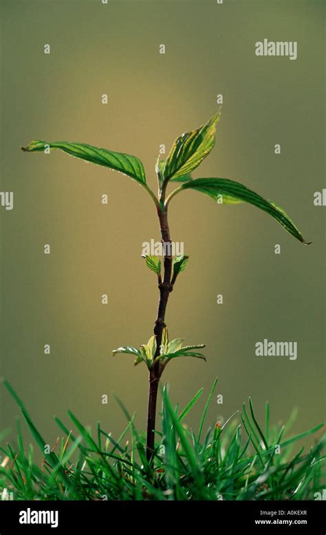 Tree Seedling In Spring Stock Photo Alamy
