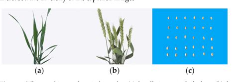 Figure 1 From Identification Method Of Wheat Cultivars By Using A