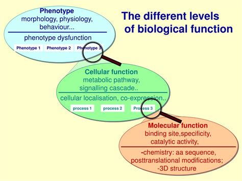 Ppt Theoretical Methods For Predicting Gene Function I Overview