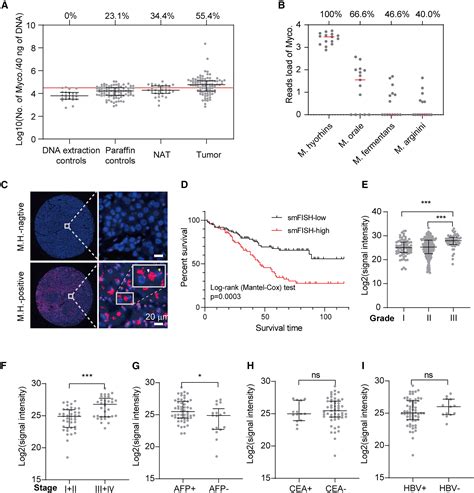 Intratumor Mycoplasma Promotes The Initiation And Progression Of