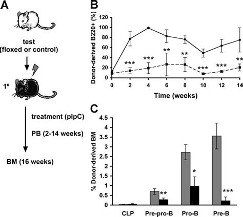 Cbf Smmhc Repression Of Early B Cell Program Is Cell Autonomous A