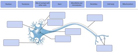 Structure Of Neuron Exam Diagram Quizlet