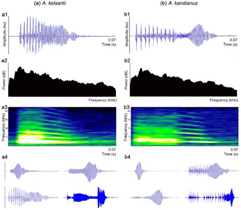 oscillogram power spectrum spectrogram and call train of the