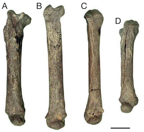 Tibia Mc 8 6 Panamaqlero