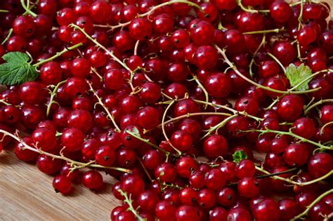 건포도 빨간색 열매 배경 마을 정원에서 신선한 유기농 건포도 디저트 스무디 또는 잼을 위한 생태 딸기 건포도 잼에 대한 스톡 사진 및 기타 이미지 Istock