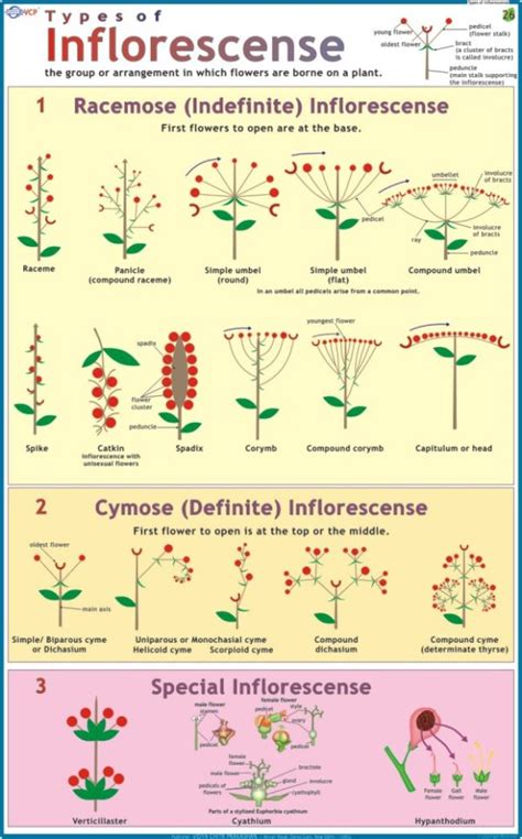 Types Of Inflorescence Chart Vidya Chitr Prakashan VCP