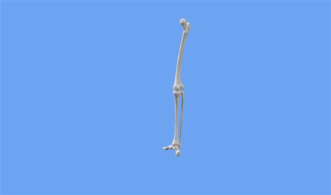 💀 Skeleton Of Right Lower Limb 3d Segmented Model・ 3d File For 3d