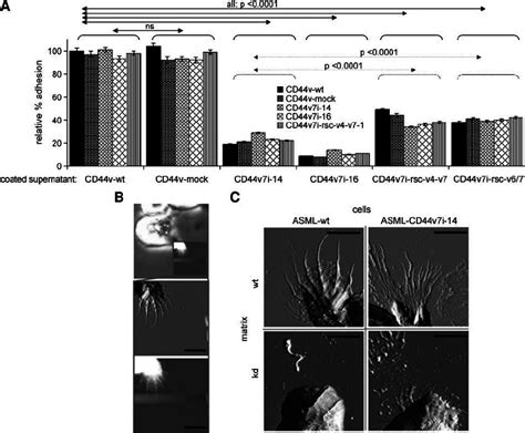 Asml Cells Secrete An Adhesive Matrix A Asml Wt Asml Mock Download Scientific Diagram