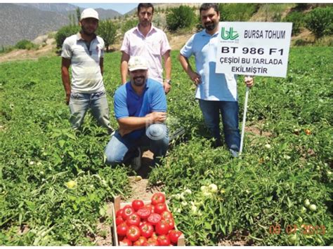 Bursa Tohum - Bursa Seed / Vegetable Seed, breeding F1 hybrids, tomato ...