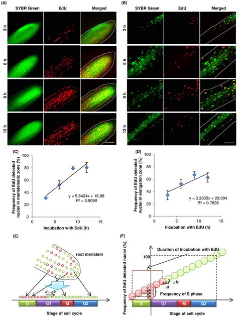 Visualization And Frequency Of Nuclei Undergoing Dna Replication In A