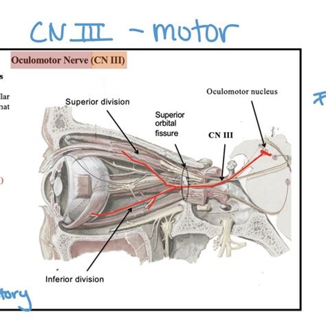 Anat Module Flashcards Quizlet