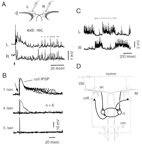 Properties Of Inhibitory Responses And Network Model Accounting For The Download Scientific