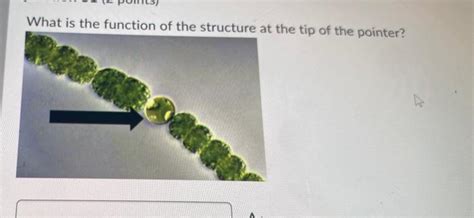 Solved What Is The Function Of The Structure At The Tip Of Chegg Com