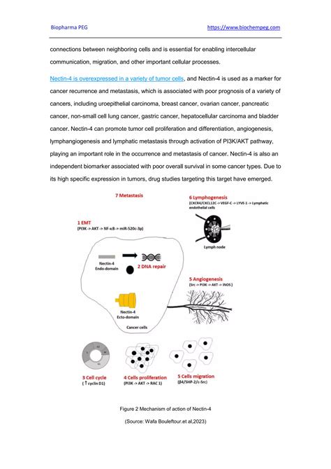 Nectin 4 New Antibody Drug Conjugate Adc Target Pdf
