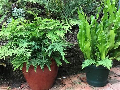 Growing Ferns In Pots For Extra Tranquility Australian Native Plants