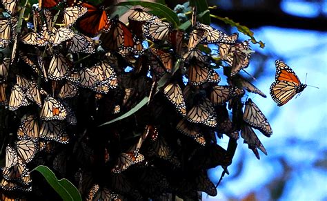 Photos Monarch Butterflies Cluster Together At Natural Bridges State