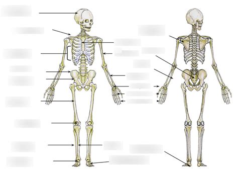 Skeletal Skeleton Diagram Diagram Quizlet