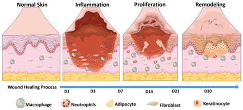 Fascia Layer—a Novel Target For The Application Of Biomaterials In Skin