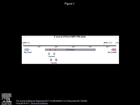 Bruce E Hayward Karen Usdin The Journal Of Molecular Diagnostics Ppt Download