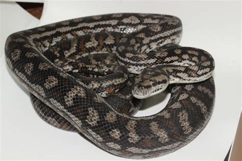 Murray Darling Carpet Pythons For Sale Hawkesbury Reptiles