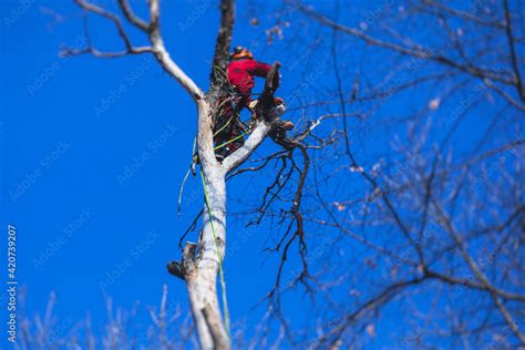 Arborist Tree Surgeon Cutting Tree Branches With Chainsaw Lumberjack Woodcutter In Uniform