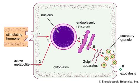 Cell Mitosis Cytokinesis Prokaryotes Britannica