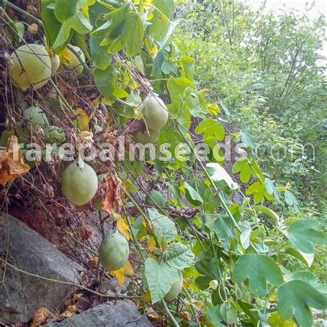Passiflora Subpeltata White Passionflower Buy Seeds At