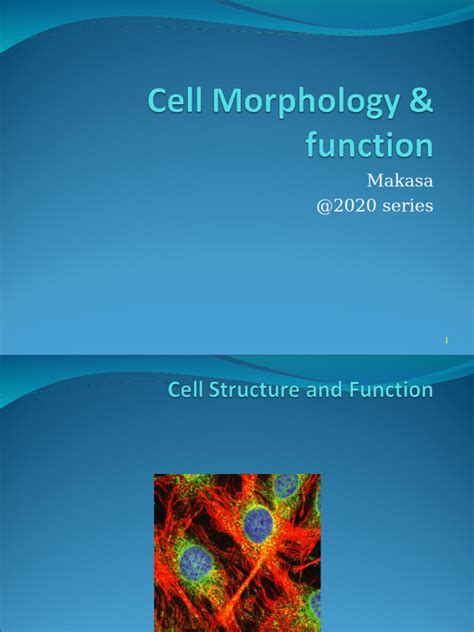 Cell Morphology And Function Fv Pdf