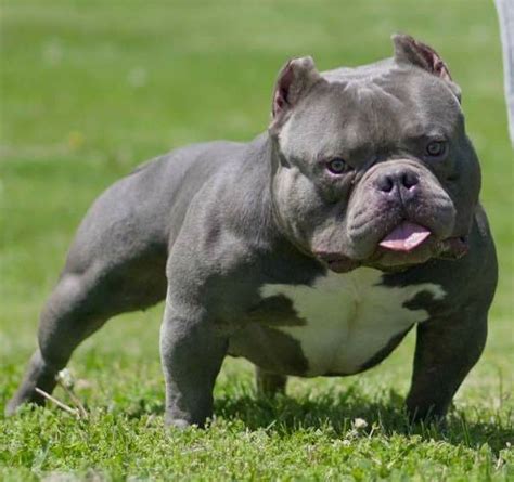 What Is A Micro Bully: The Definitive Guide | I Love Bully Breeds