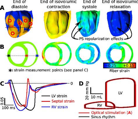 Figure 5 From A Computational Framework For Simulating Cardiac