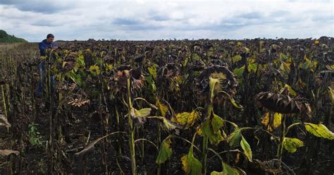 У Миколаївській ОВА розповіли як аномальна спека вплинула на врожай Читайте на Ukr Net