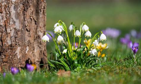 Snippan Ugglans Biologi