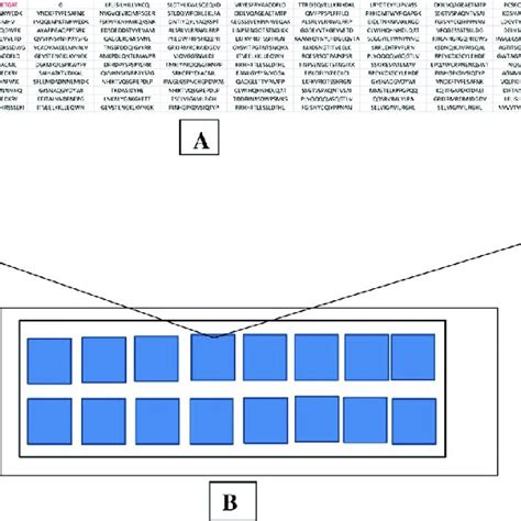 peptide microarray chip design and layout a microarray peptide