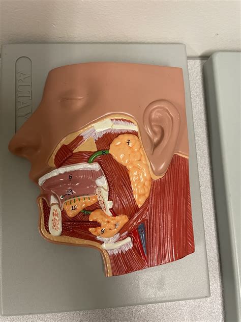 Salivary Glands Model Diagram Quizlet Salivary Glands Model Diagram Quizlet